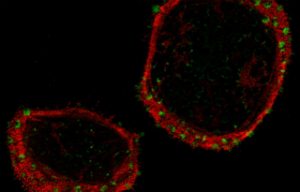 Stem cells are a soft touch for nano-engineered biomaterials: QMUL ...