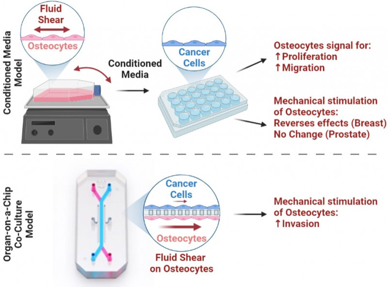 New organ-on-a-chip study demonstrates how physical exercise regulates ...